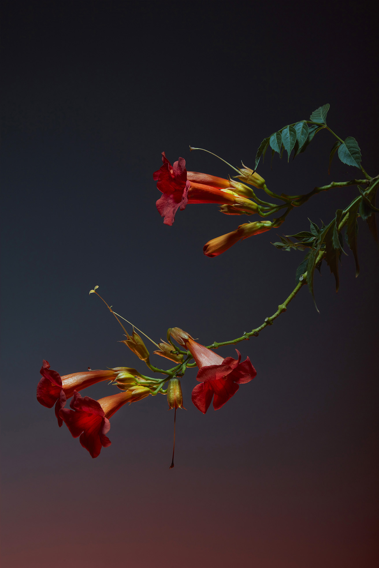 Personal Flor - Martín Sigal