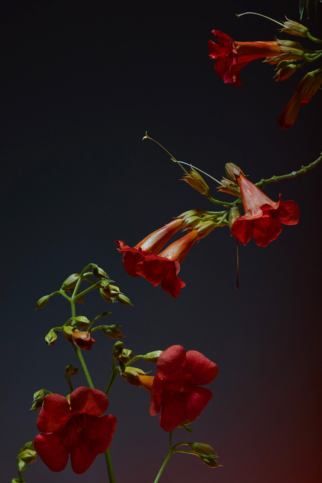 Personal Flor - Martín Sigal